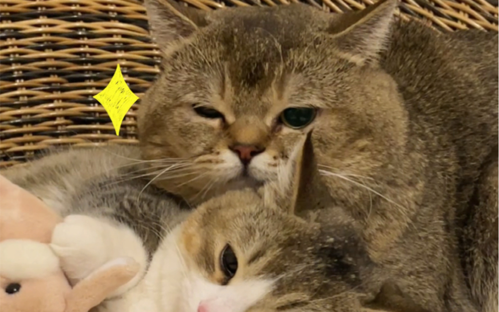 没想到我家的猫要这样才能哄好？？-Caesar-Cat-Caesar-Cat-哔哩哔哩视频