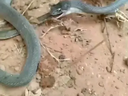 ouroboros - twin stroke of the end .exe_哔哩哔哩_bilibili