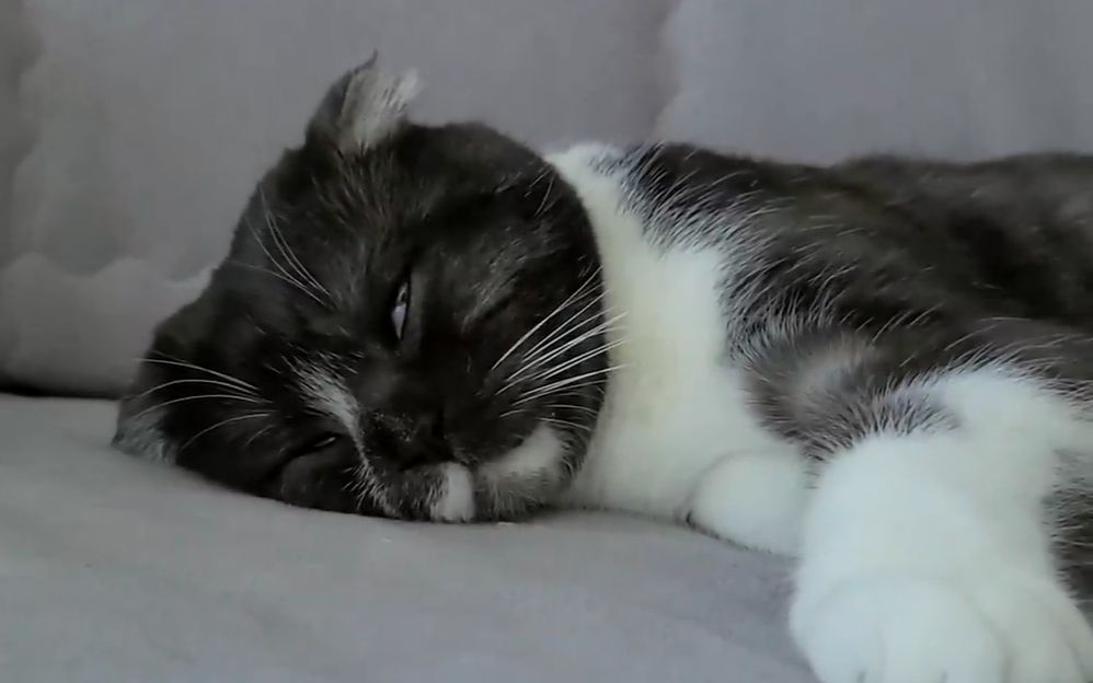 【中字】Sanago_3D笔制作手机支架 (也算半个吸猫视频）_哔哩哔哩_bilibili