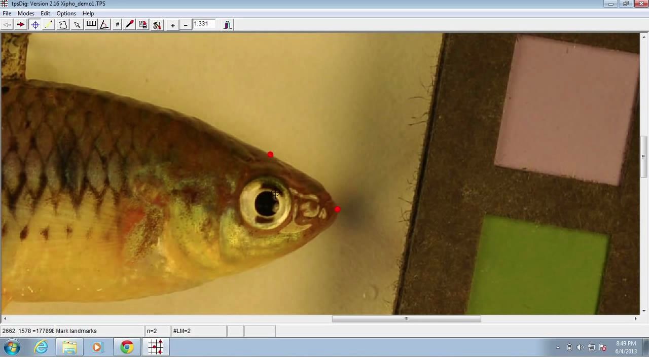 2. Digitizing Morphological Landmarks using tpsDig_哔哩哔哩_bilibili