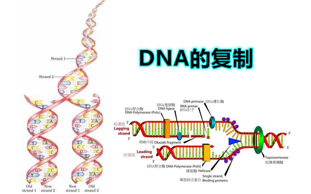 【新人教】3.3 DNA的复制_哔哩哔哩_bilibili
