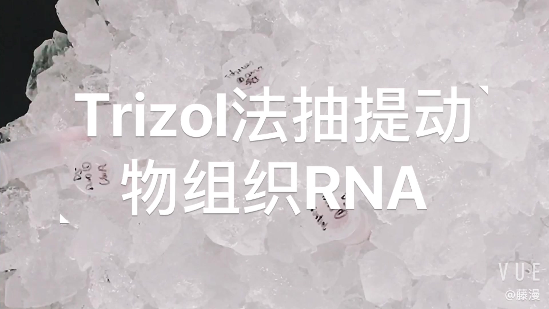 Trizol法抽提动物组织RNA_哔哩哔哩 (゜-゜)つロ 干杯~-bilibili