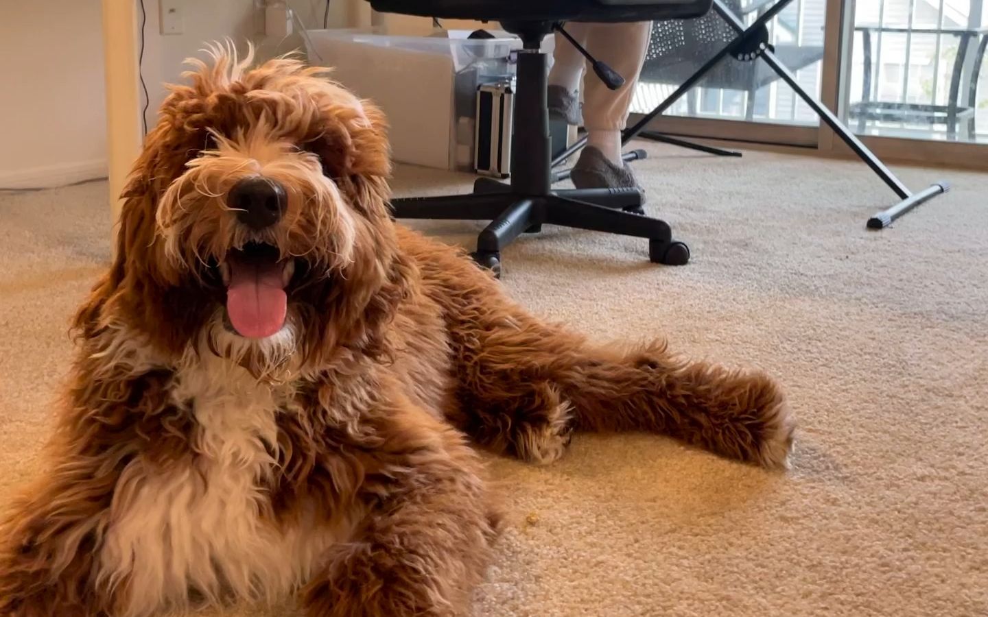 这盛世如你们所愿......吗？-Boba奔波儿灞-Boba奔波儿灞-哔哩哔哩视频