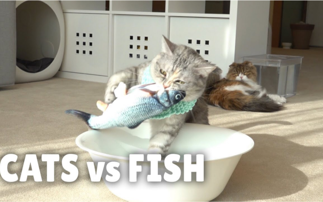 【Kittisaurus】Cats vs xxx（1-6期合集）_哔哩哔哩_bilibili