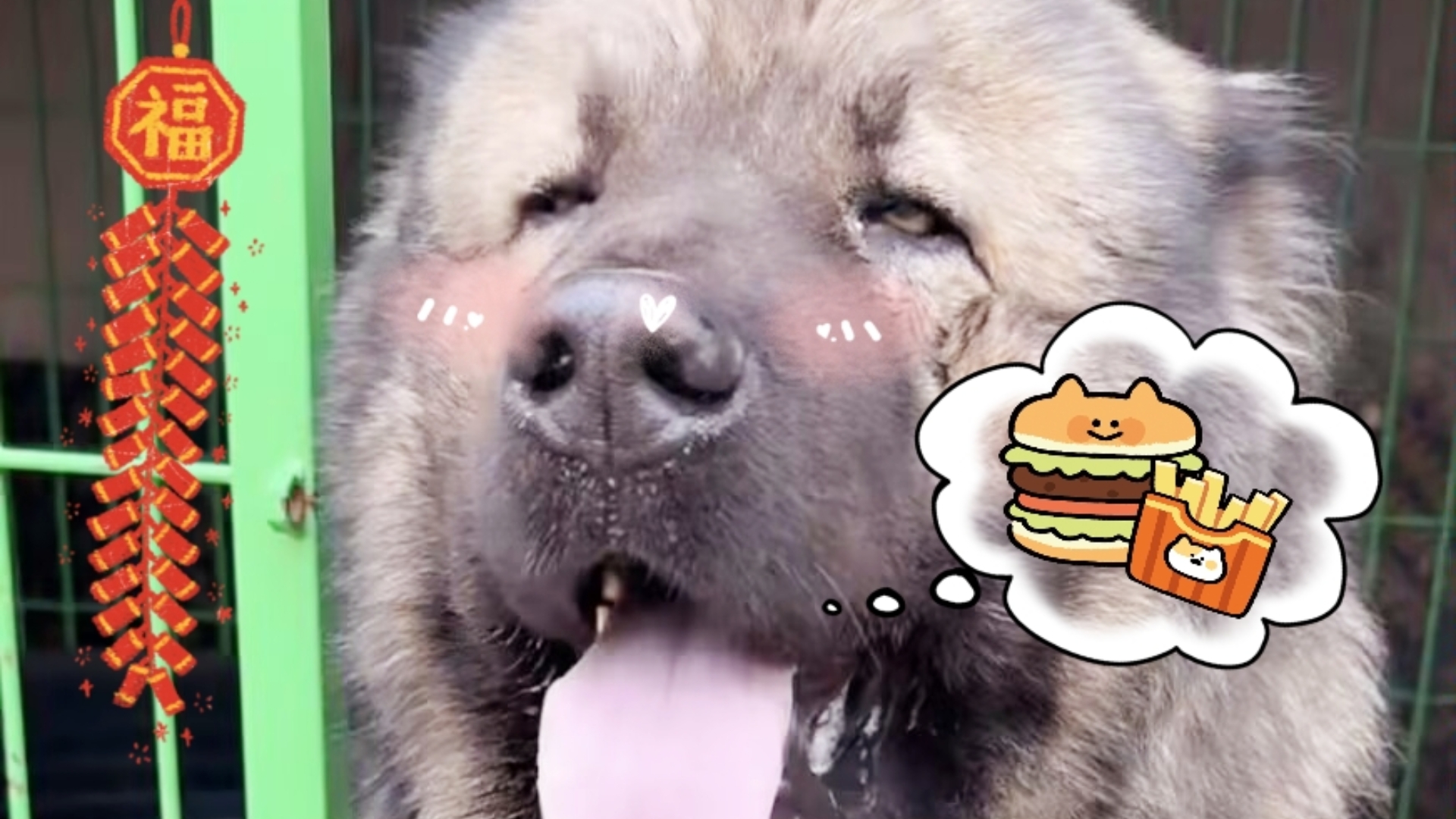 【豫西小丁】2025年2月2日｜直播·录播｜上午突然开播了～㊗️厂长生日快乐🎂🎉🎁-雨喵儿_-雨喵儿_-哔哩哔哩视频