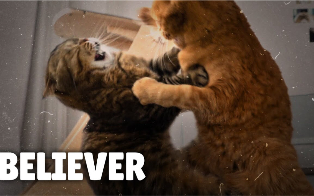 【Kittisaurus】Imagine Dragons - Believer (Cover By Cats)_哔哩哔哩_bilibili