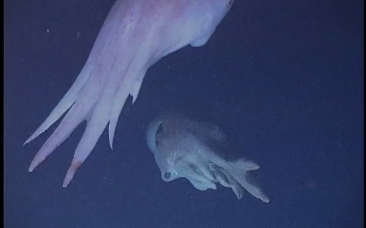 罕见的异夫蛸Haliphron atlanticus活体影像_哔哩哔哩_bilibili