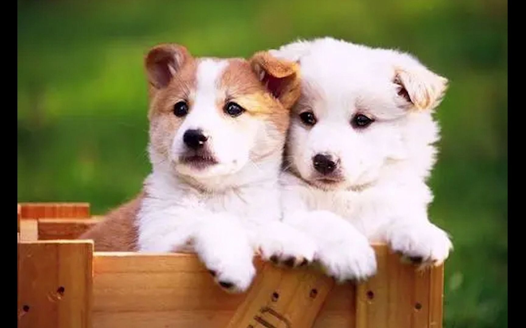 gougou04_哔哩哔哩_bilibili