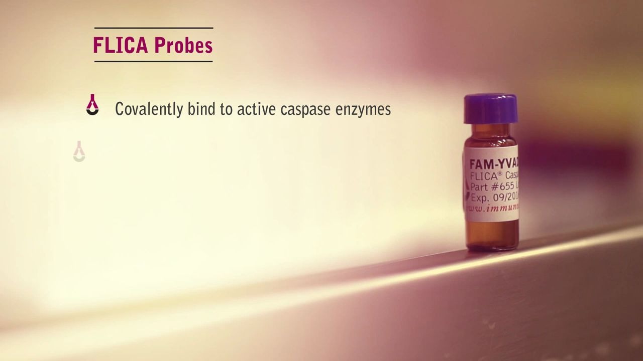 FLICA Assay Kit——Caspase 检测试剂盒_哔哩哔哩_bilibili