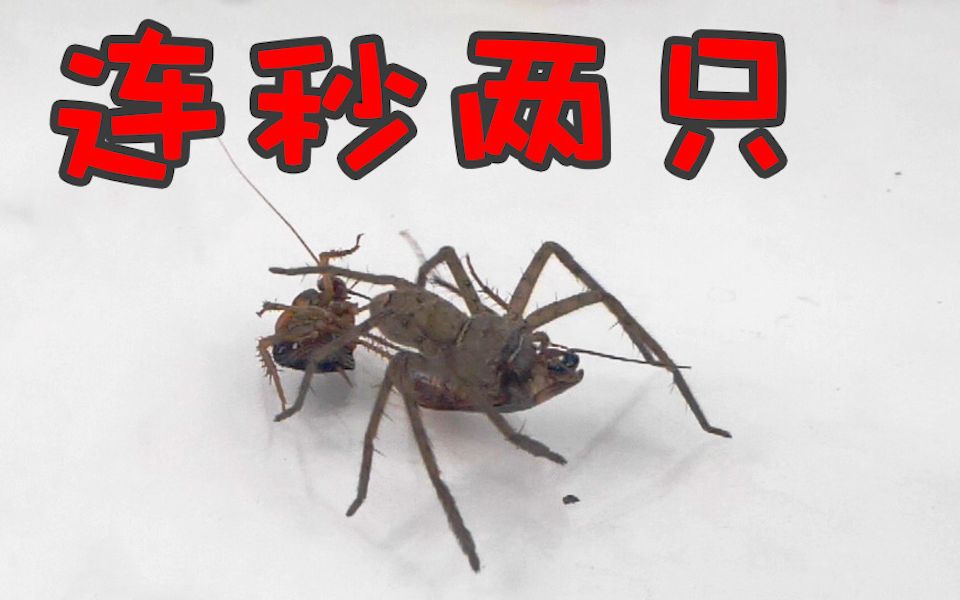 把一只白额高脚蛛放进蟑螂堆里，一场 屠杀在上演！？_哔哩哔哩 (゜-゜)つロ 干杯~-bilibili