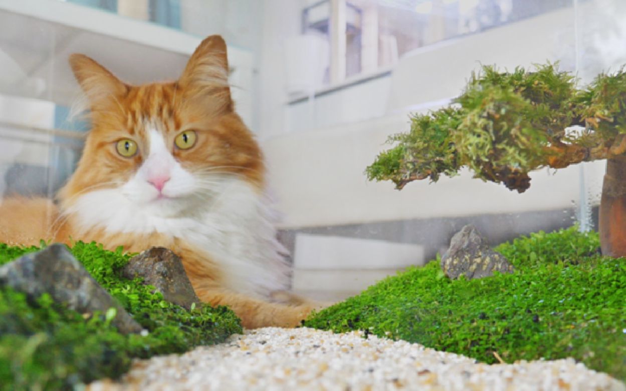 如何让猫咪和观赏鱼虾和平共处？【JunsKitchen】-JunsKitchen-JunsKitchen-哔哩哔哩视频