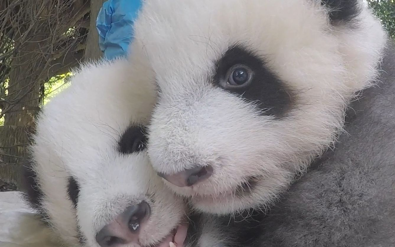这是会抢镜的熊猫宝宝，可软乎了！-iPanda熊猫频道-iPanda熊猫频道-哔哩哔哩视频