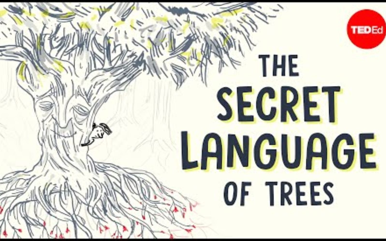 【Ted-ED】树之密语 The Secret Language Of Trees_哔哩哔哩 (゜-゜)つロ 干杯~-bilibili