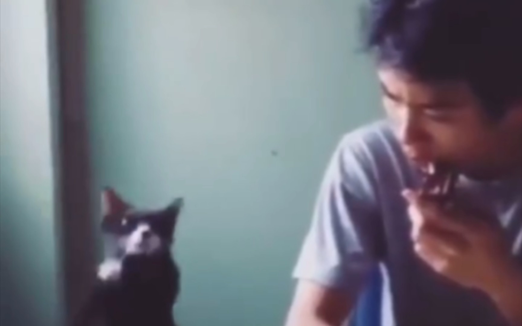 可以使脑袋旋转的猫猫meme-来自喵星_-来自喵星_-哔哩哔哩视频