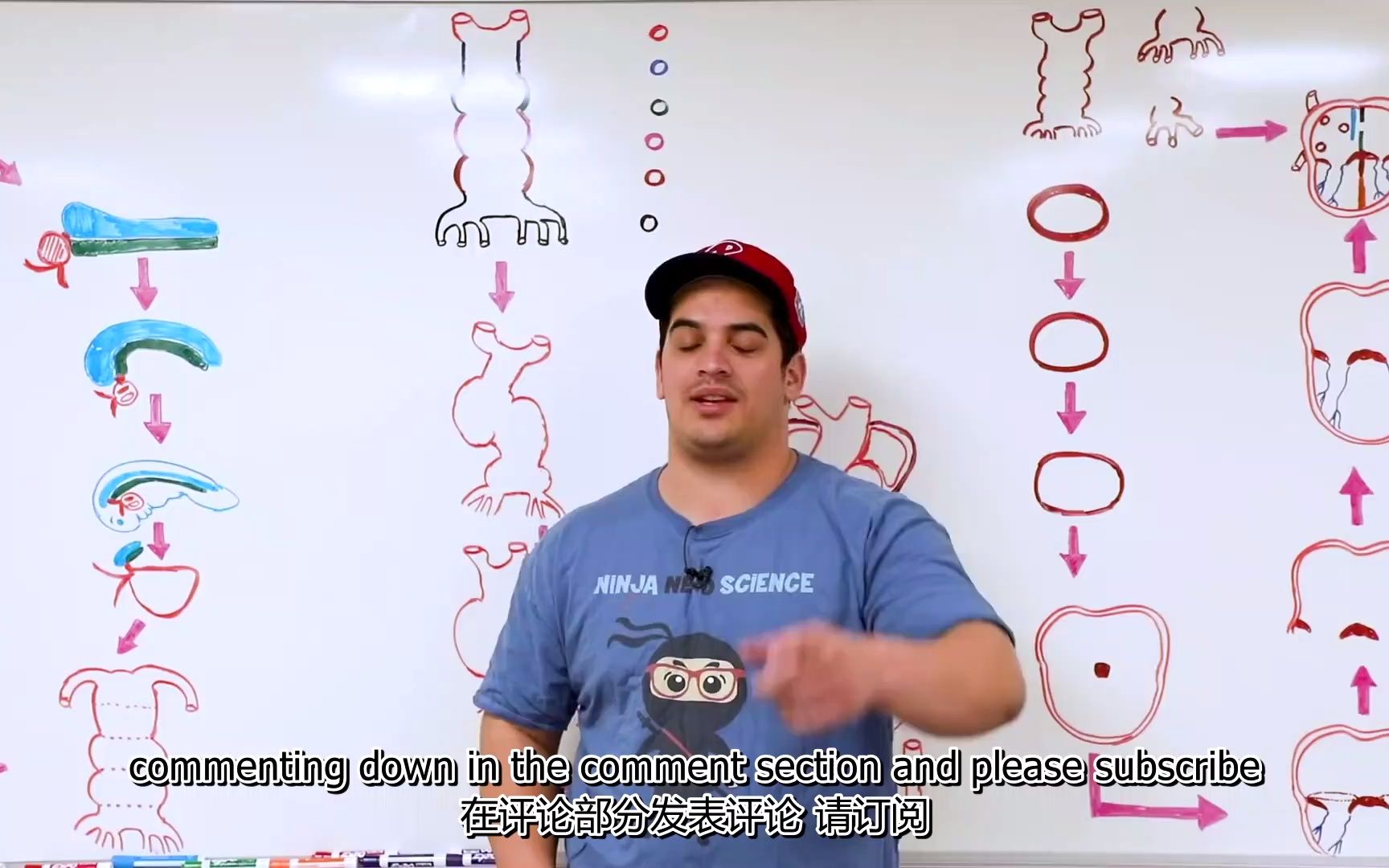 【胚胎学】（中英字幕）心脏的发生 Embryology _ Development of the Heart ️ - Ninja Nerd_哔 ...