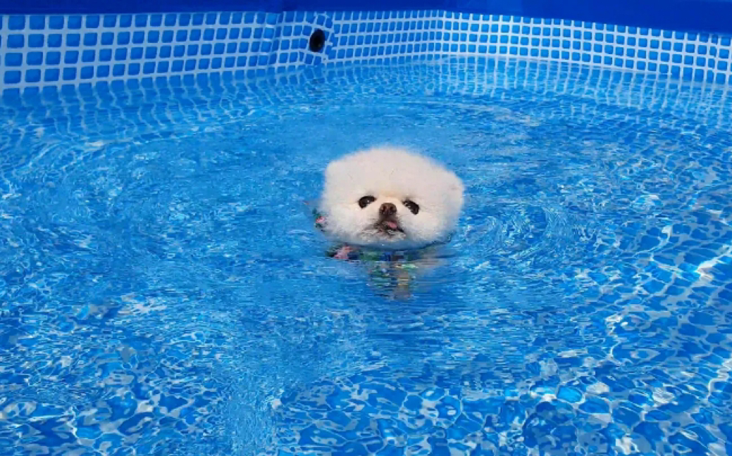 【中字】 RuPong一家｜超会游泳的狗狗｜RuPong泳衣秀_哔哩哔哩_bilibili