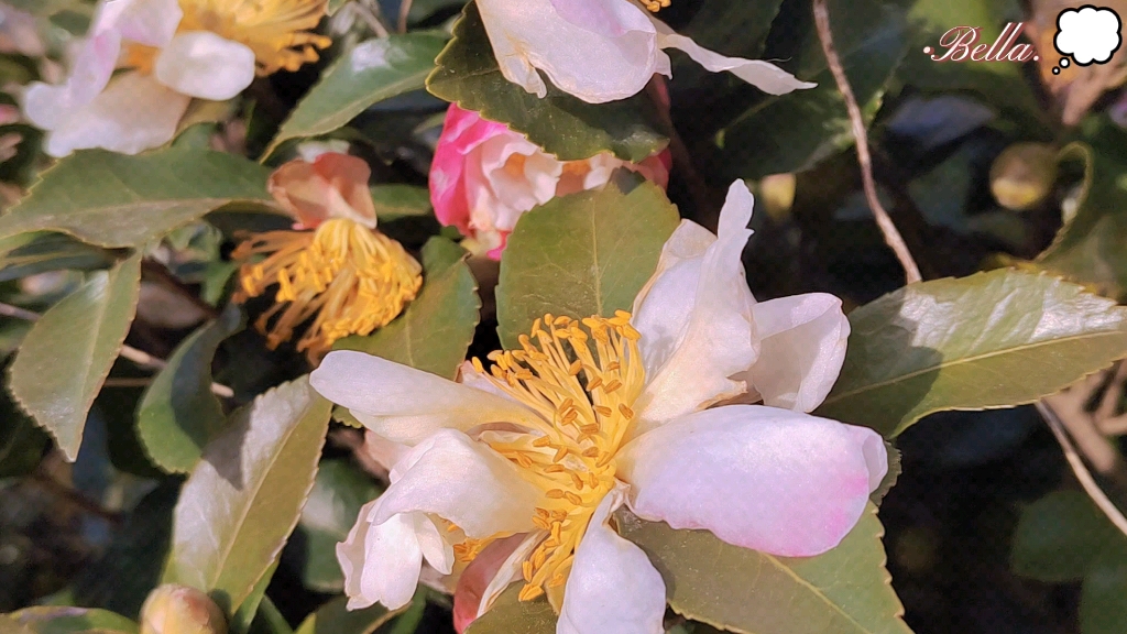 冬日里顽强的生命力—绽放的花朵 -Bella--K-Bella--K-哔哩哔哩视频