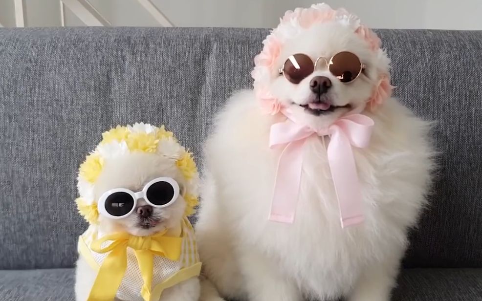 有人拍照时镜头感十足的博美狗狗_哔哩哔哩_bilibili