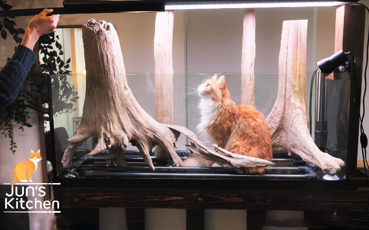 材料全靠“薅”！如何从0制作一个大型生态鱼缸？【JunsKitchen】-JunsKitchen-JunsKitchen-哔哩哔哩视频