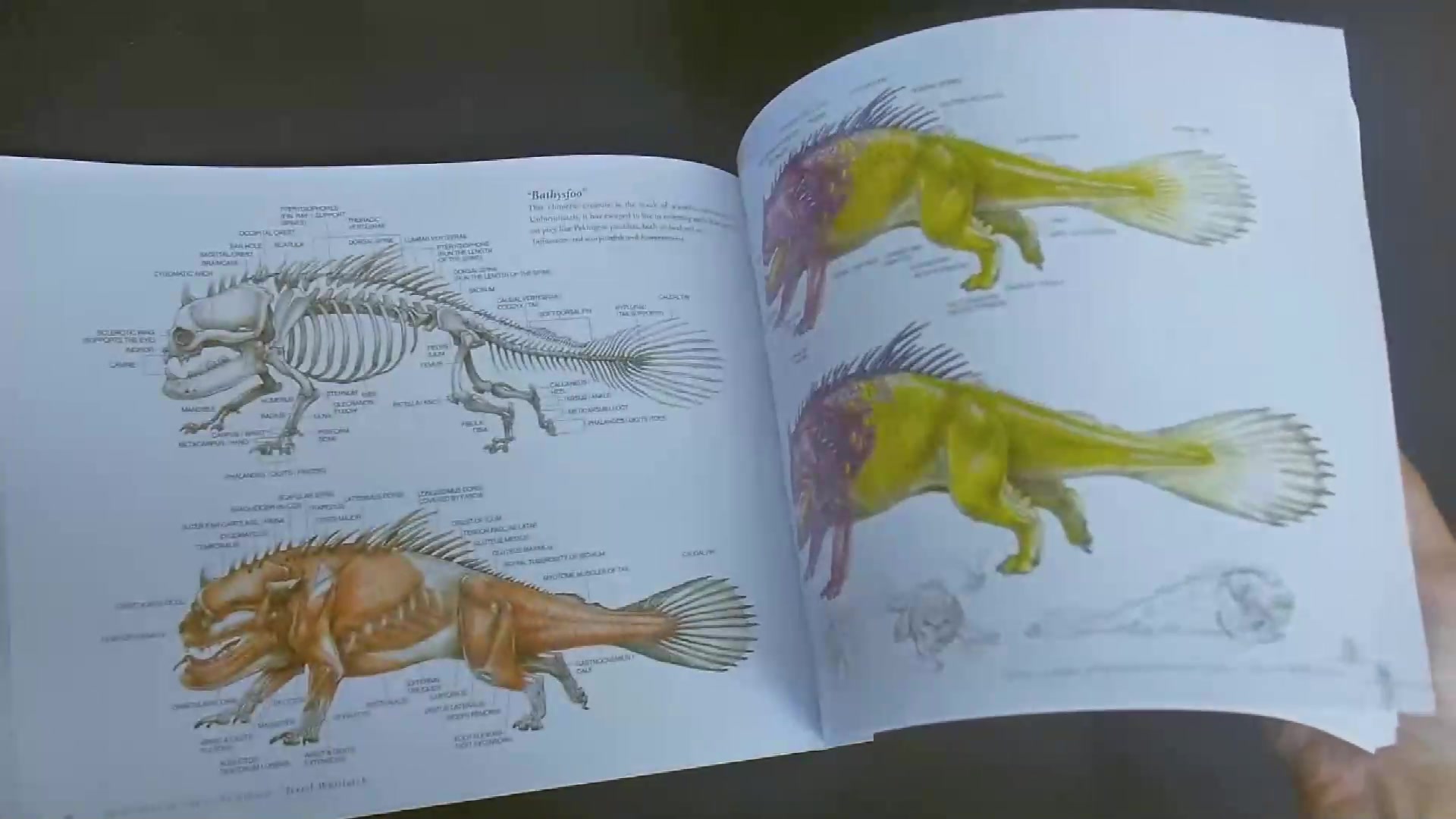 Principles of Creature Design生物设计原理_哔哩哔哩_bilibili