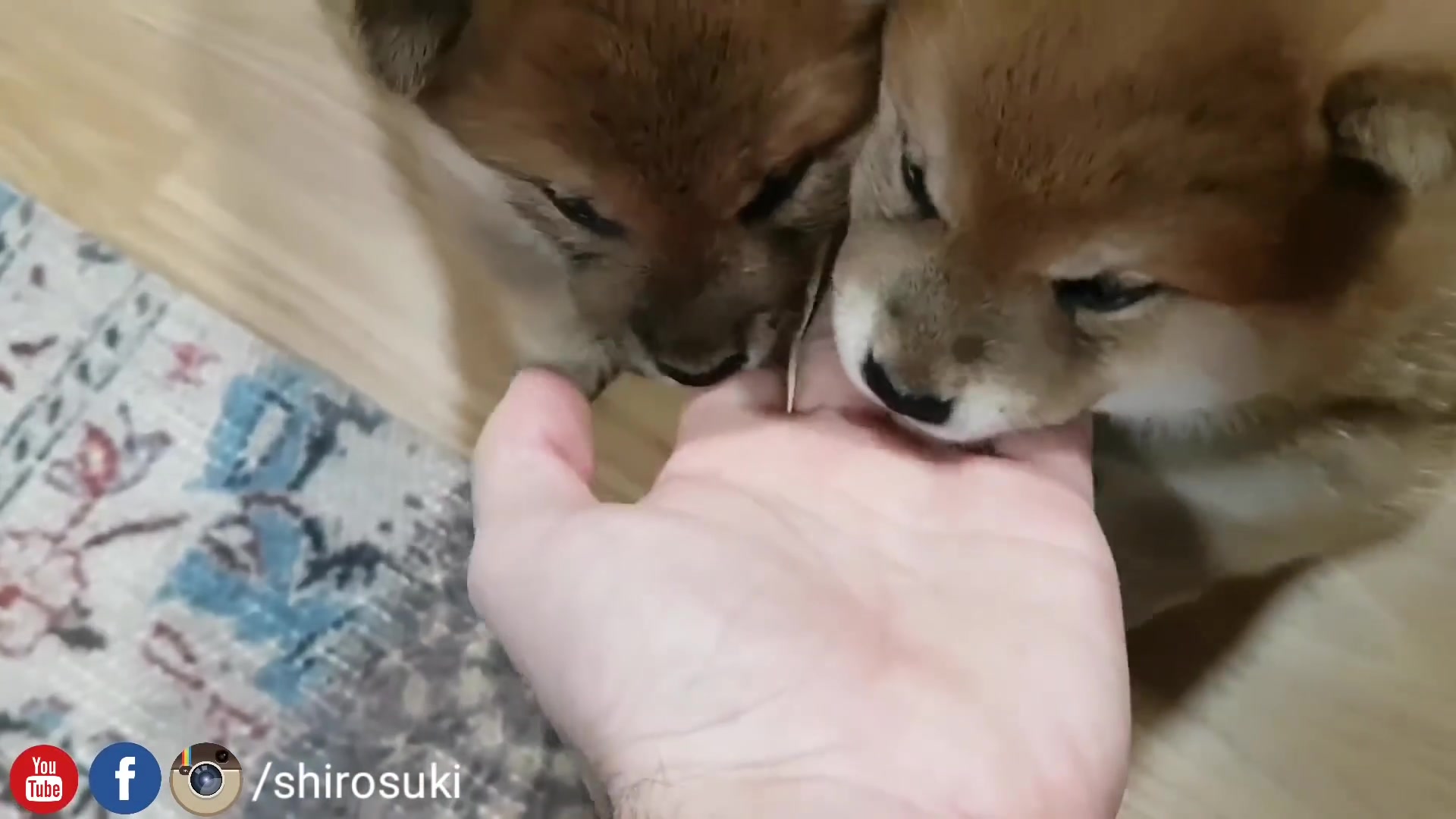 【shiro-suki】三只小胖柴的爸爸终于要接受自己的娃了_哔哩哔哩_bilibili