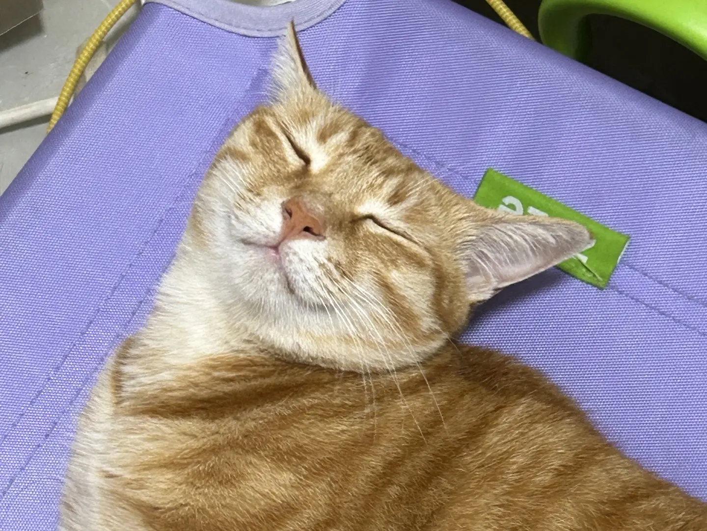 又在展示你的猪肝了_哔哩哔哩_bilibili