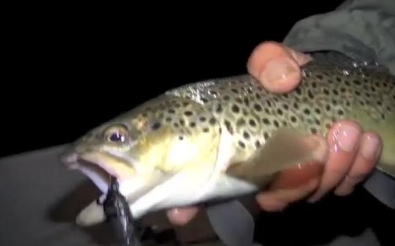 Hook Shots: Mousing Nighttime Browns_哔哩哔哩_bilibili