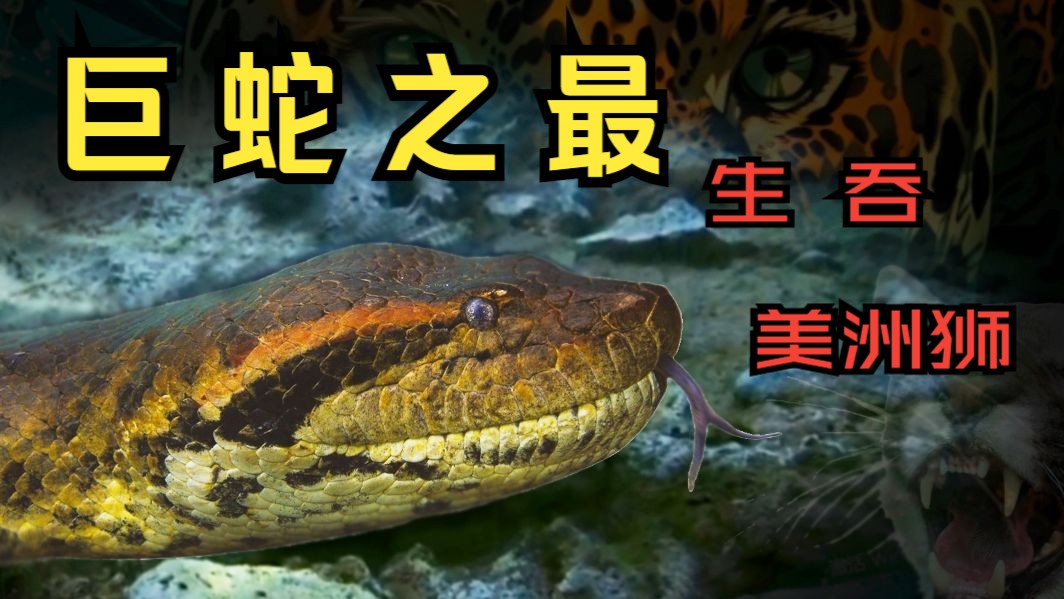 【名蛇讲解】拧断凯门鳄，生吞美洲狮；身长两丈腰围如干，世界巨蛇之巅-绿水蚺！-Viperman_TV-Viperman_TV-哔哩哔哩视频