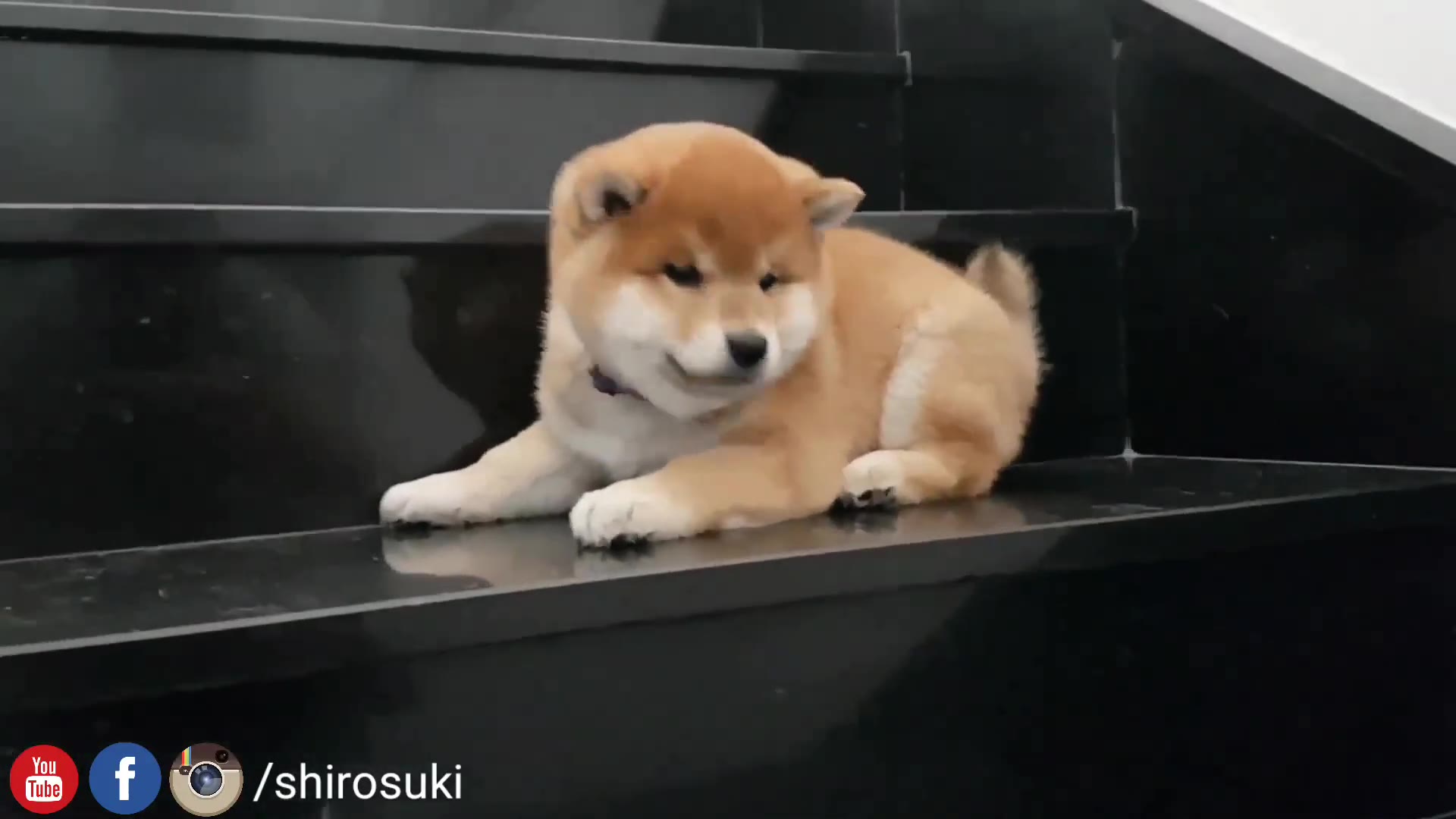 【柴犬Shiro Suki】紫圈小柴第一次试着爬楼梯~_哔哩哔哩_bilibili