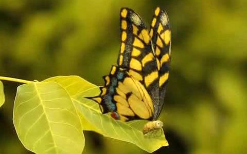 微观小世界Minuscule S02E23 - The Butterfly Effect_哔哩哔哩 (゜-゜)つロ 干杯~-bilibili