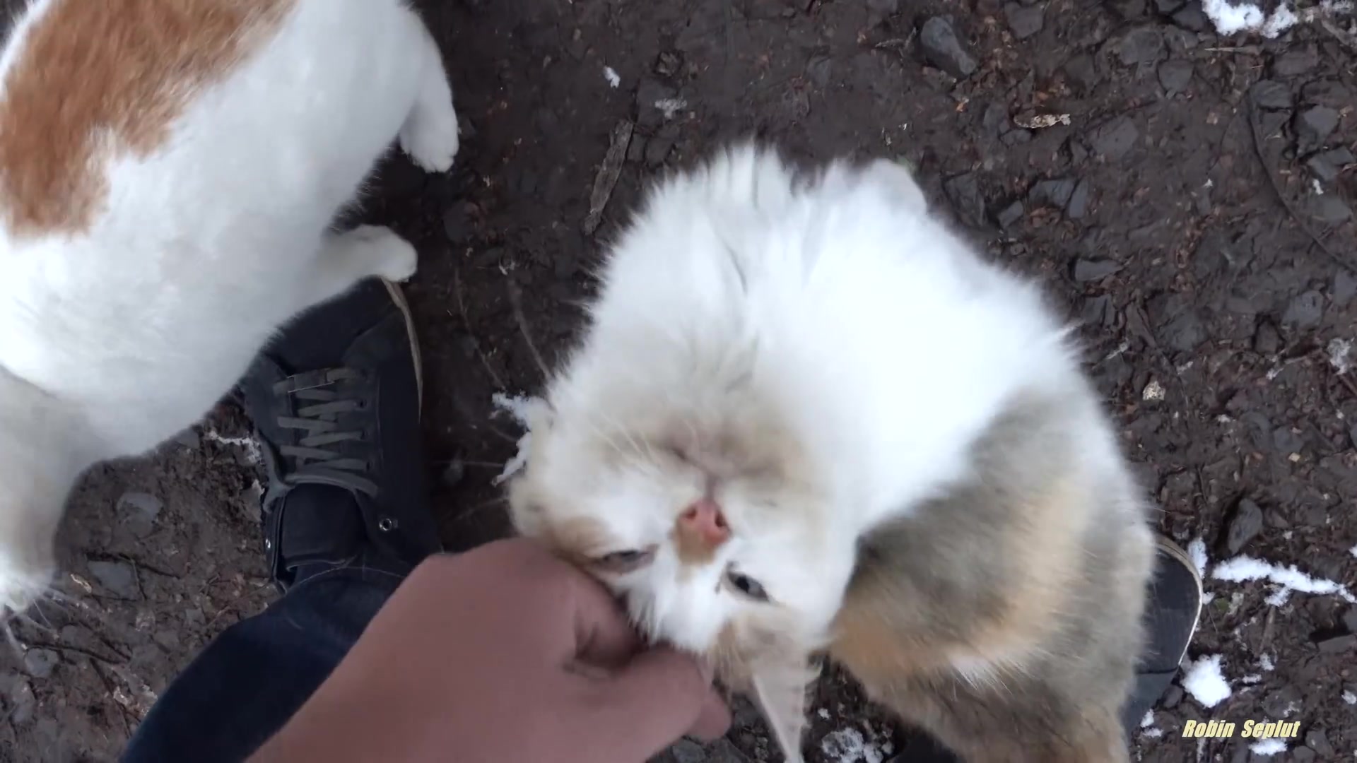 【Robin Seplut】【克丝哥】【60帧】【搬运】第一场雪_哔哩哔哩_bilibili