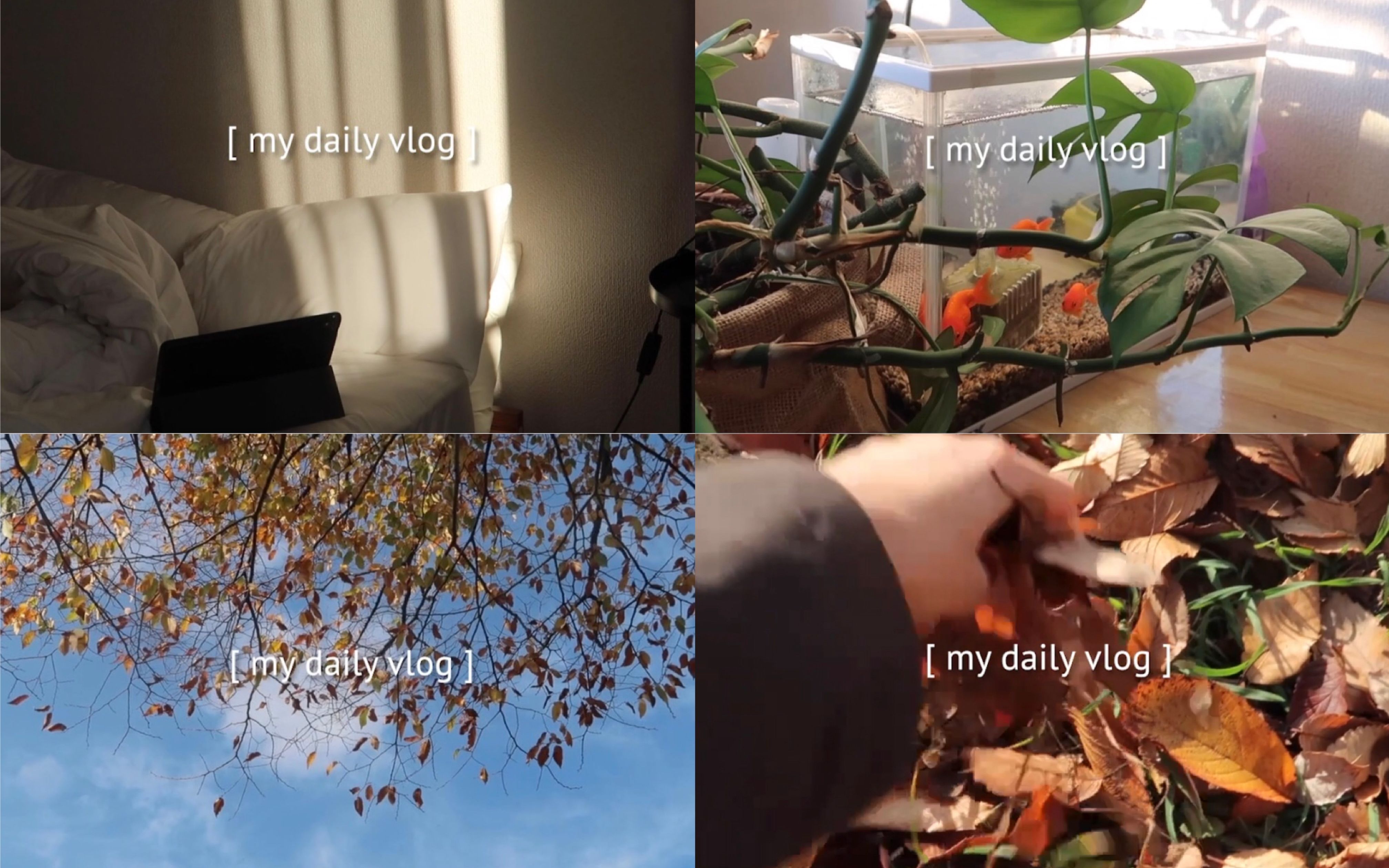 my daily vlog_哔哩哔哩_bilibili