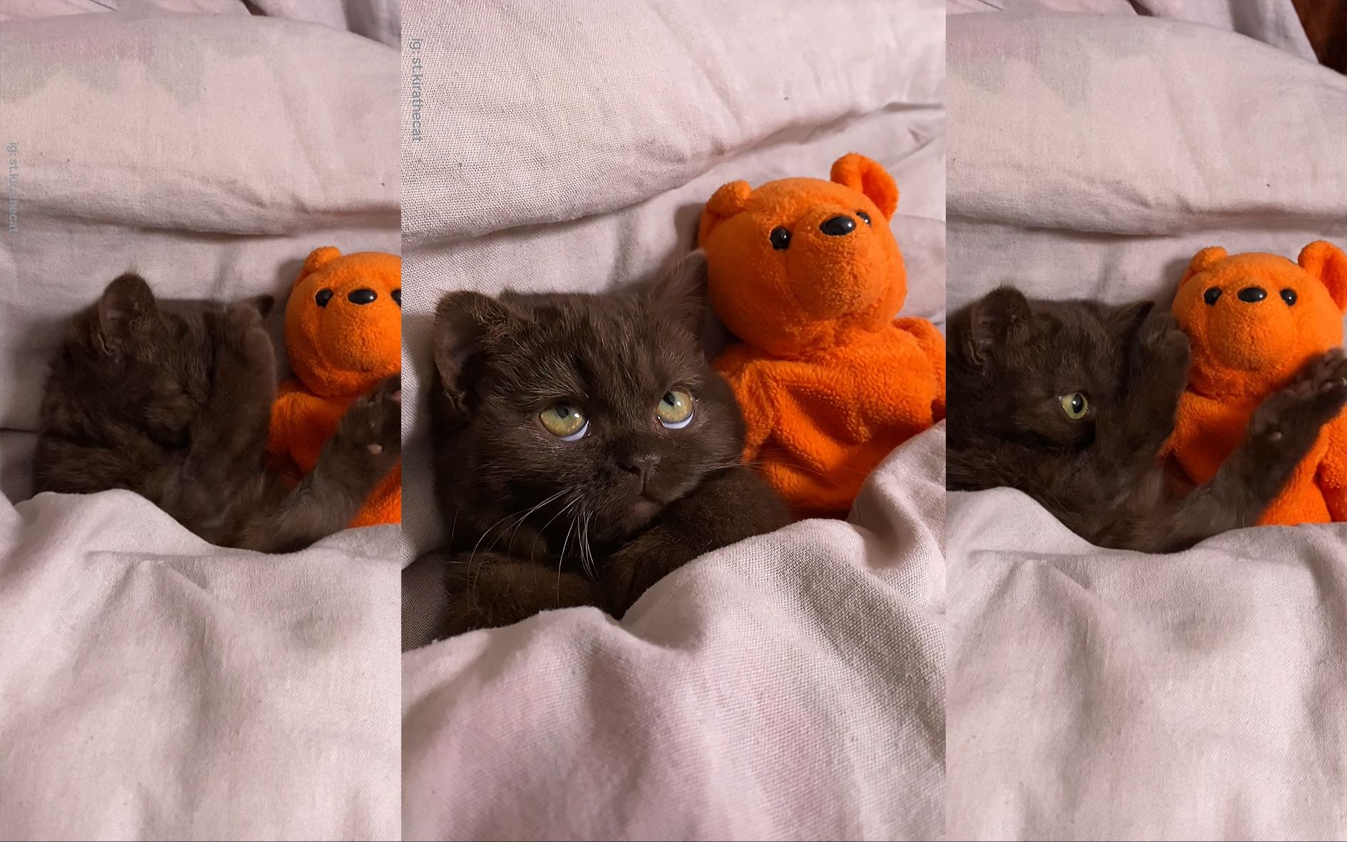 【猫meme】Awoo cat三个小合集-陌路将军-猫咪-哔哩哔哩视频