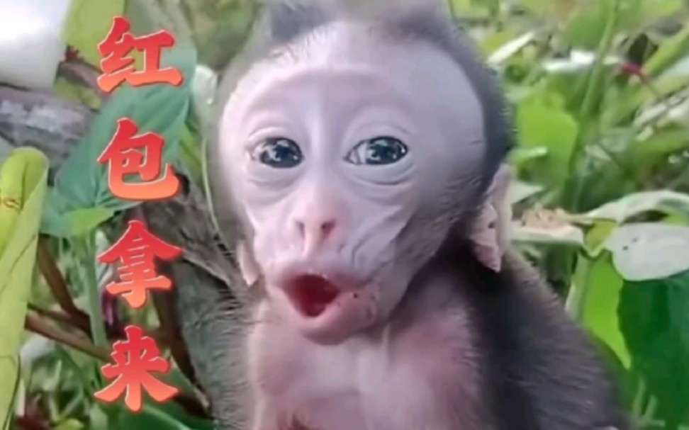 真猴子表情包-千图网