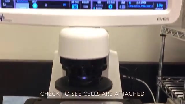 Sulforhodamine B (SRB) colorimetric assay for cytotoxicity screening_哔哩 ...
