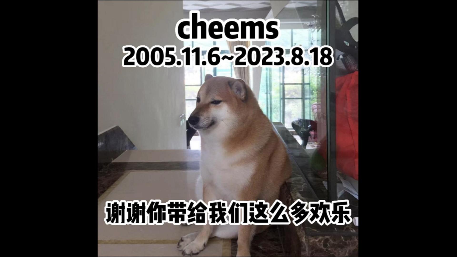 谢谢你cheems，你是最棒的狗狗-酸辣土狗丝-酸辣土狗丝-哔哩哔哩视频