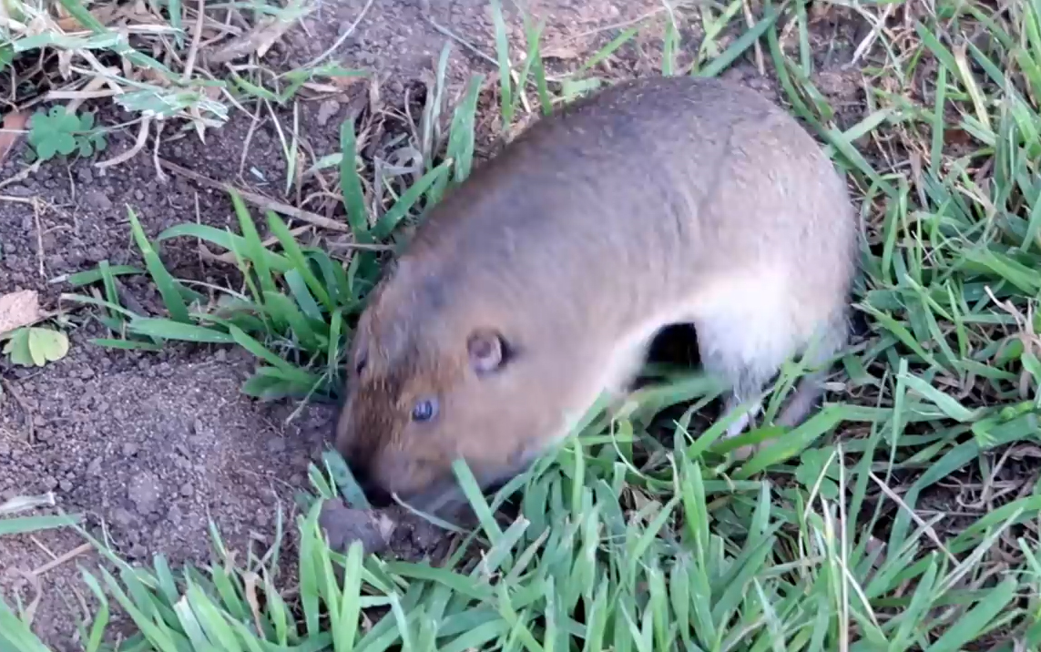 【Candoos vlog】天使妹妹 本视频与土拨鼠关系很少_哔哩哔哩 (゜-゜)つロ 干杯~-bilibili