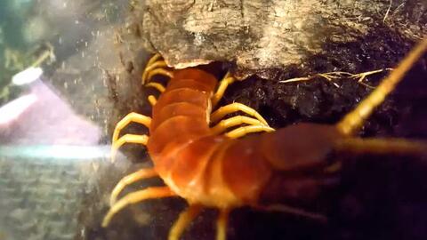 Scolopendra Gigantea Robusta