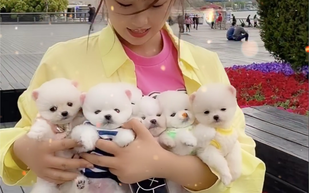 【中字】RuPong一家｜想要跟人玩的狗狗｜治愈可爱