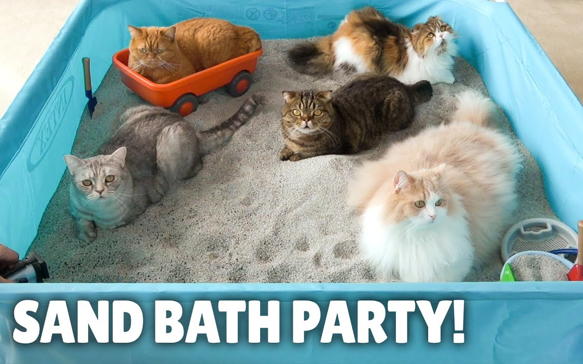 【Kittisaurus】【中字】猫咪们的巨型沙浴！_哔哩哔哩_bilibili