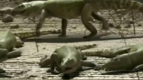 Walking With Monsters Chasmatosaurus