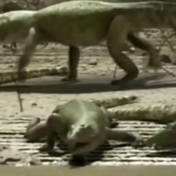 Proterosuchus Walking With Monsters