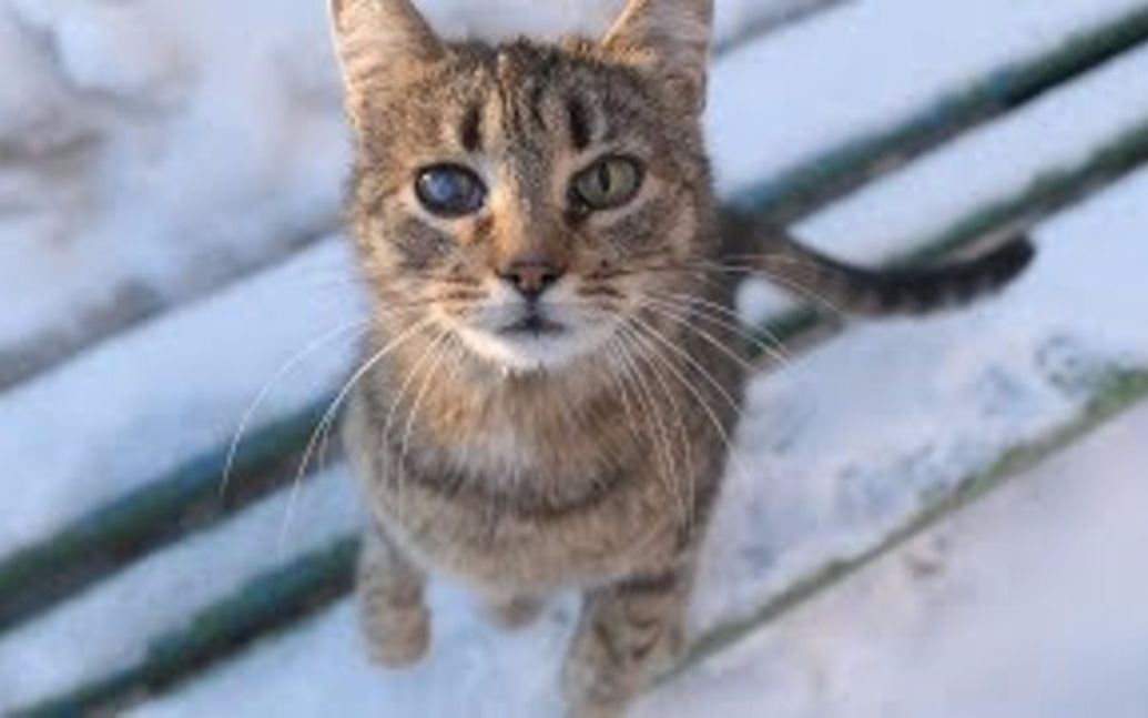 【Robin Seplut】炒鸡冷的一天，猫子们超饿的~-o(*≧ ≦)ツ_哔哩哔哩_bilibili