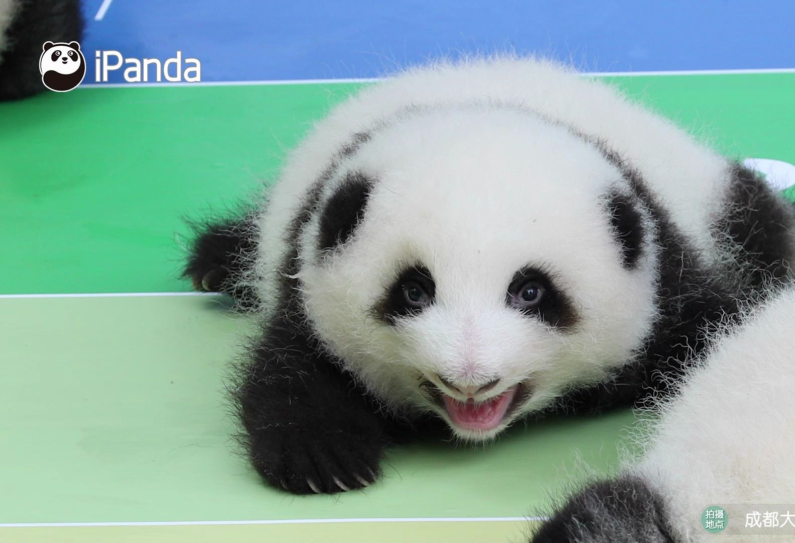 Mini“花花”甜度超标了！镜头感满分！-iPanda熊猫频道-iPanda熊猫频道-哔哩哔哩视频