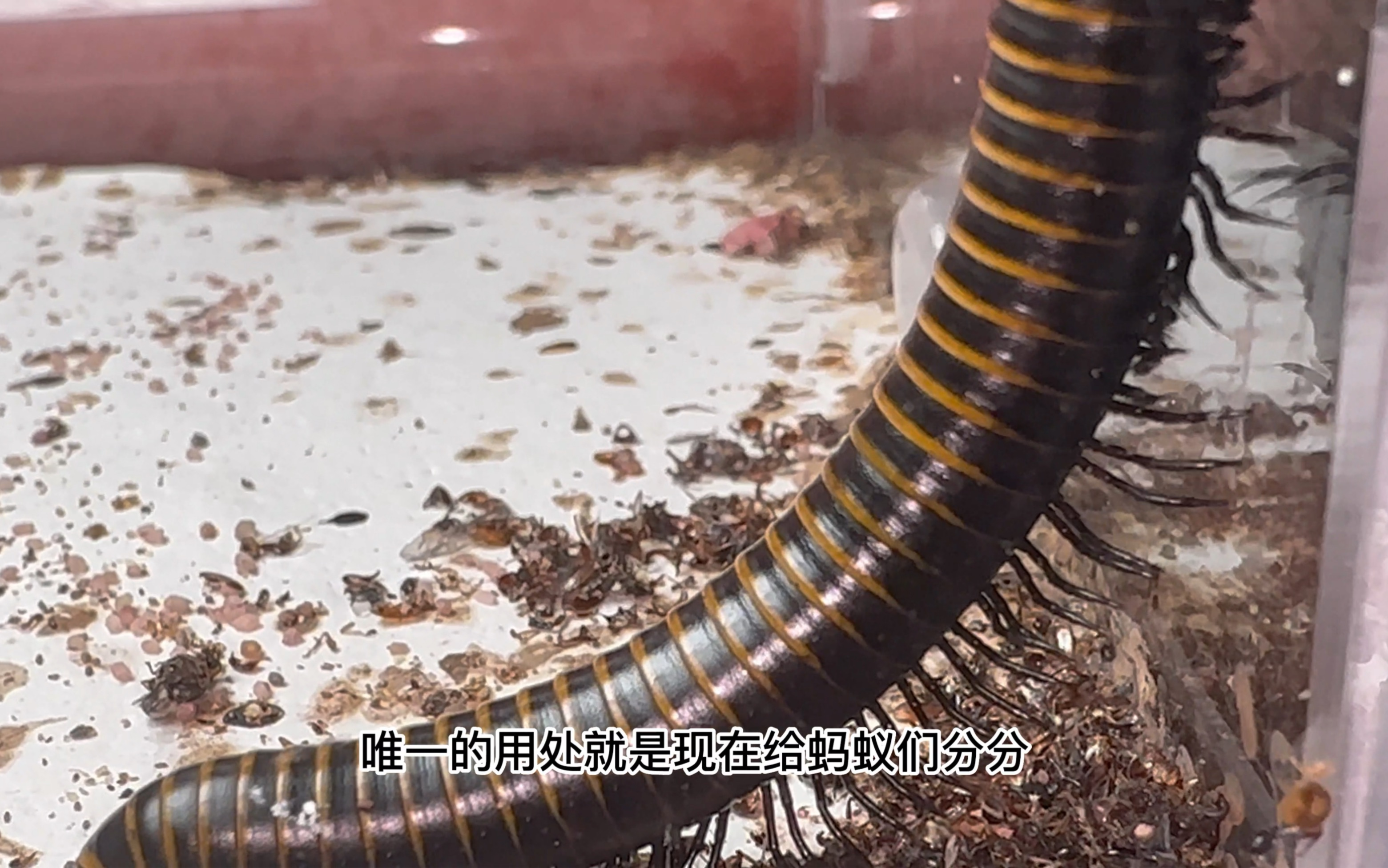 蚂蚁大战千足虫！竟然是这样的结果？！