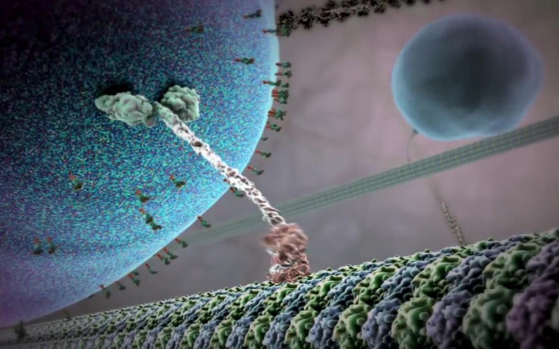 Inner Life of the Cell (Full Version & Narrated)_哔哩哔哩_bilibili