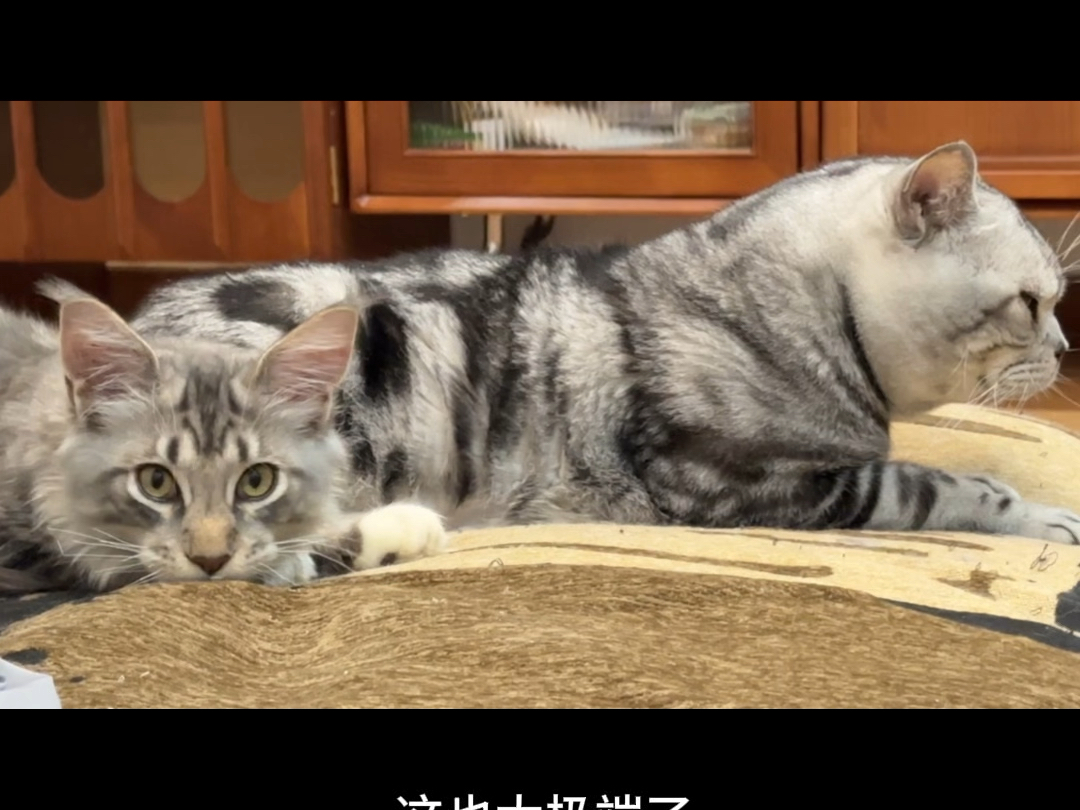 我家母猫的孩子到底是谁的！！-Caesar-Cat-Caesar-Cat-哔哩哔哩视频