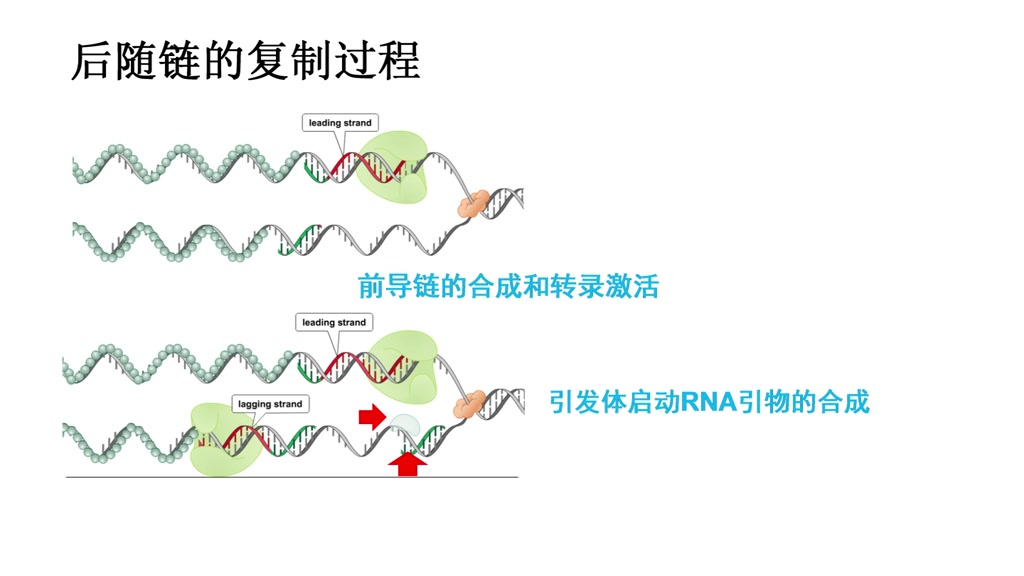 【分子生物学】DNA复制过程_哔哩哔哩_bilibili