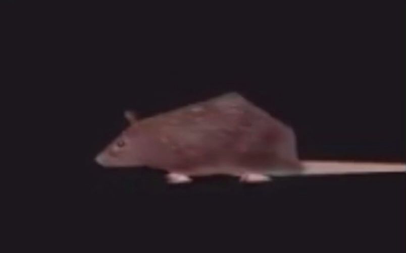 horizontally spinning rat_哔哩哔哩_bilibili