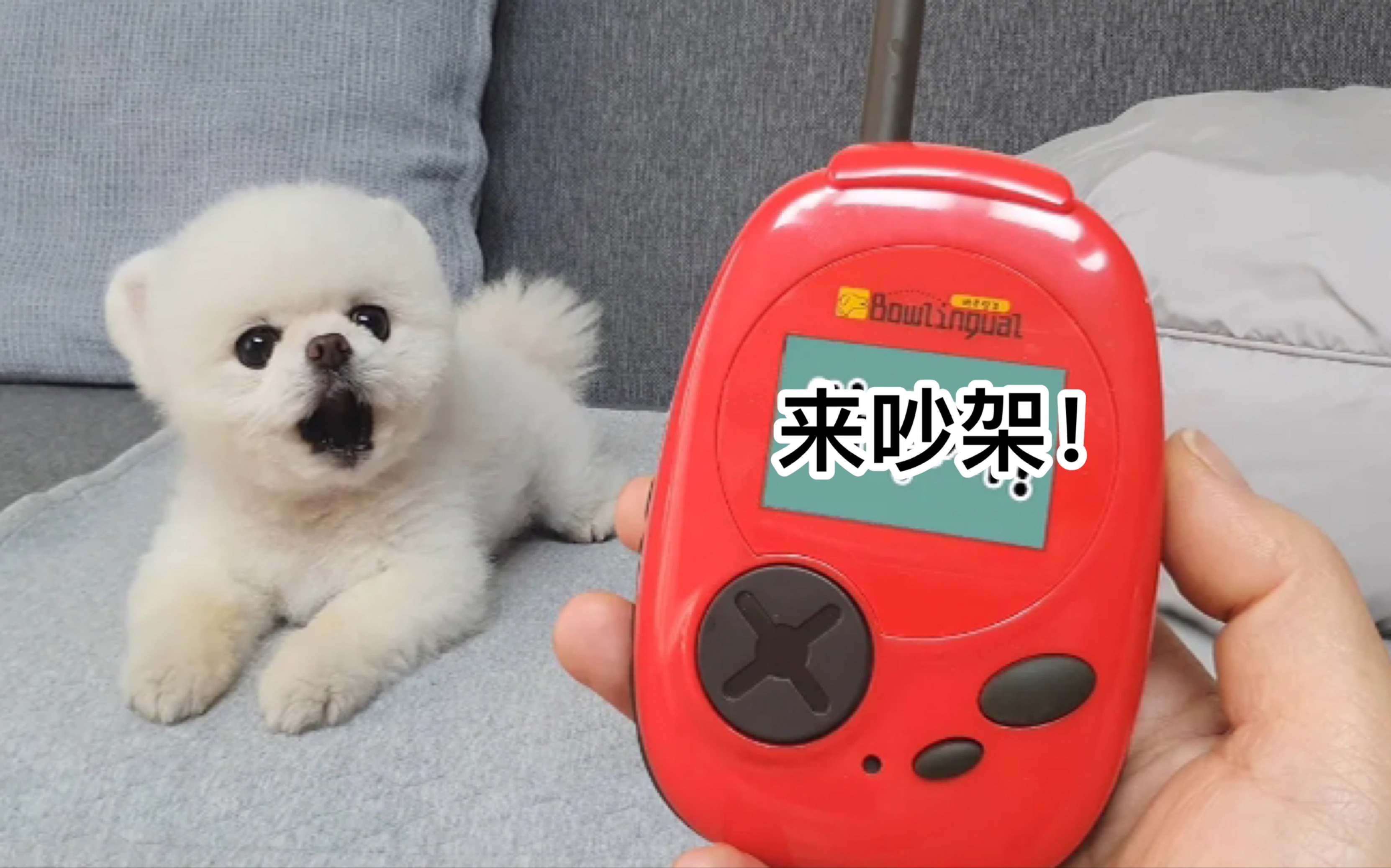 【中字】RuPong一家｜狗语翻译器来揭秘Pongki的碎碎念“在？过来打架！”_哔哩哔哩_bilibili